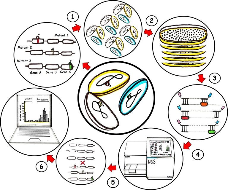 High-throughput transposon mutagenesis and next generation sequencing - Microbiology